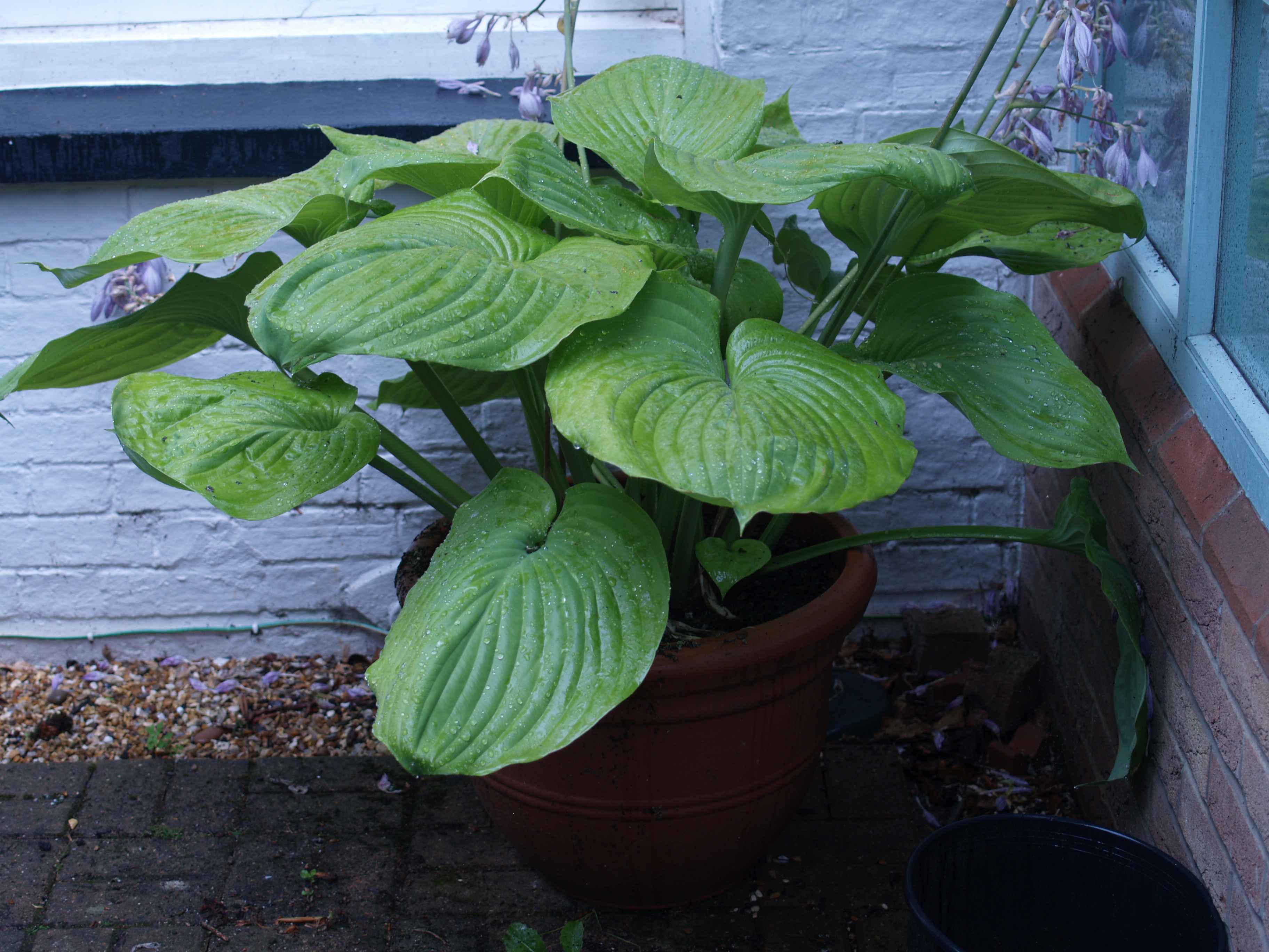 Monster Hosta | Green Writing Room